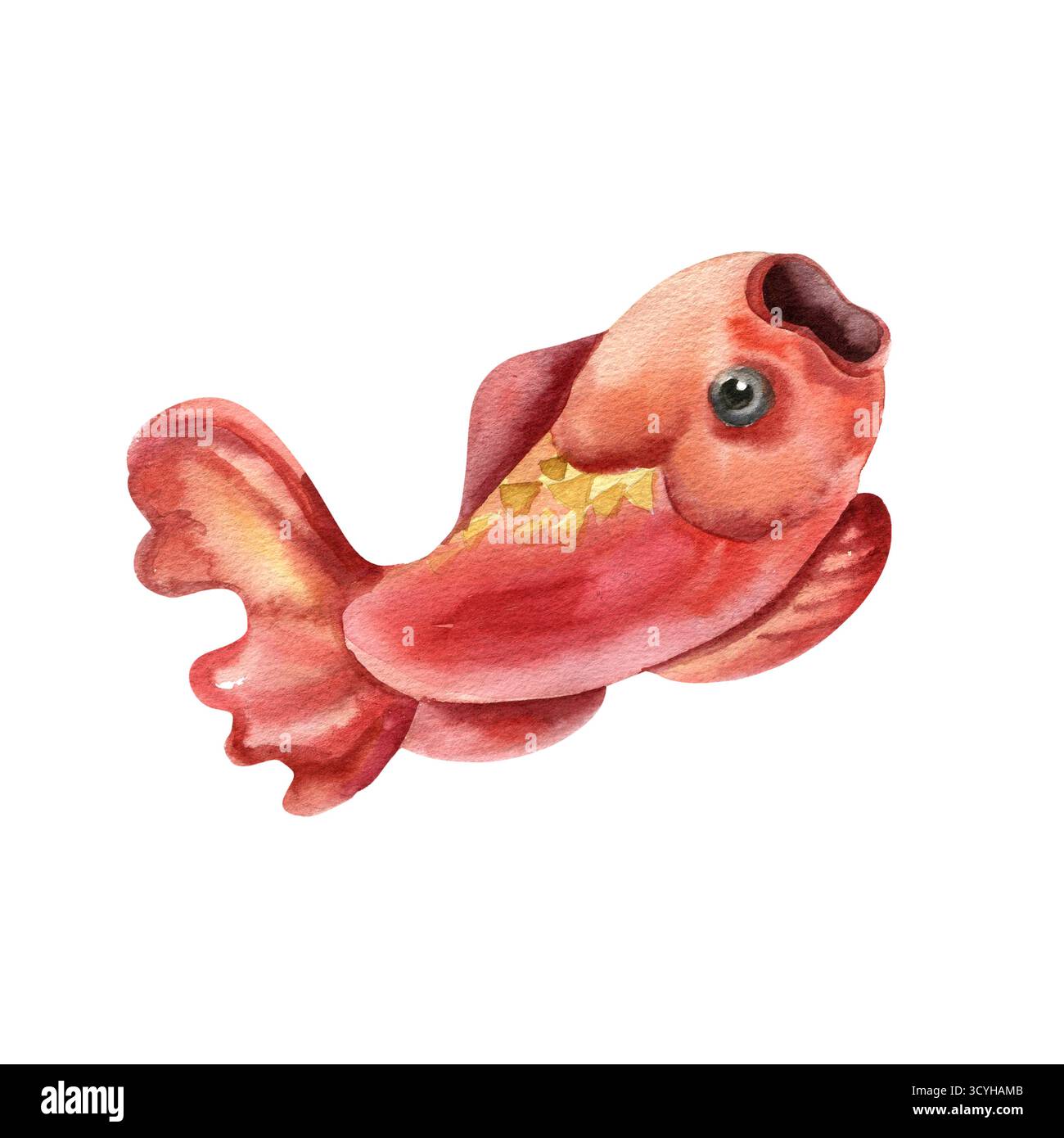 Chinese red carp fish watercolor illustration. Hand drawn Asian New ...