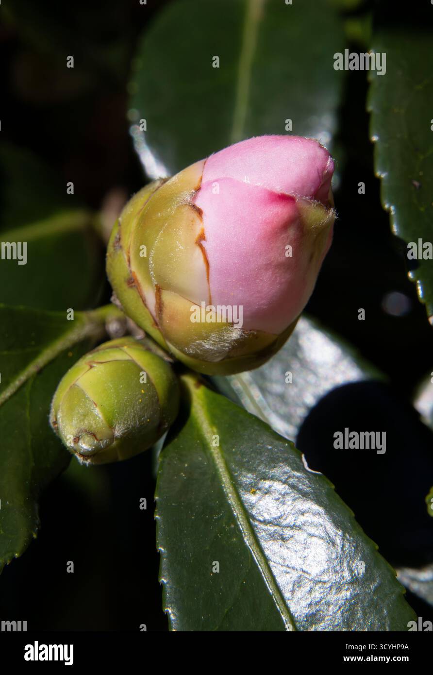 An early autum camelia bud is ready to burst into full bloom in a ...