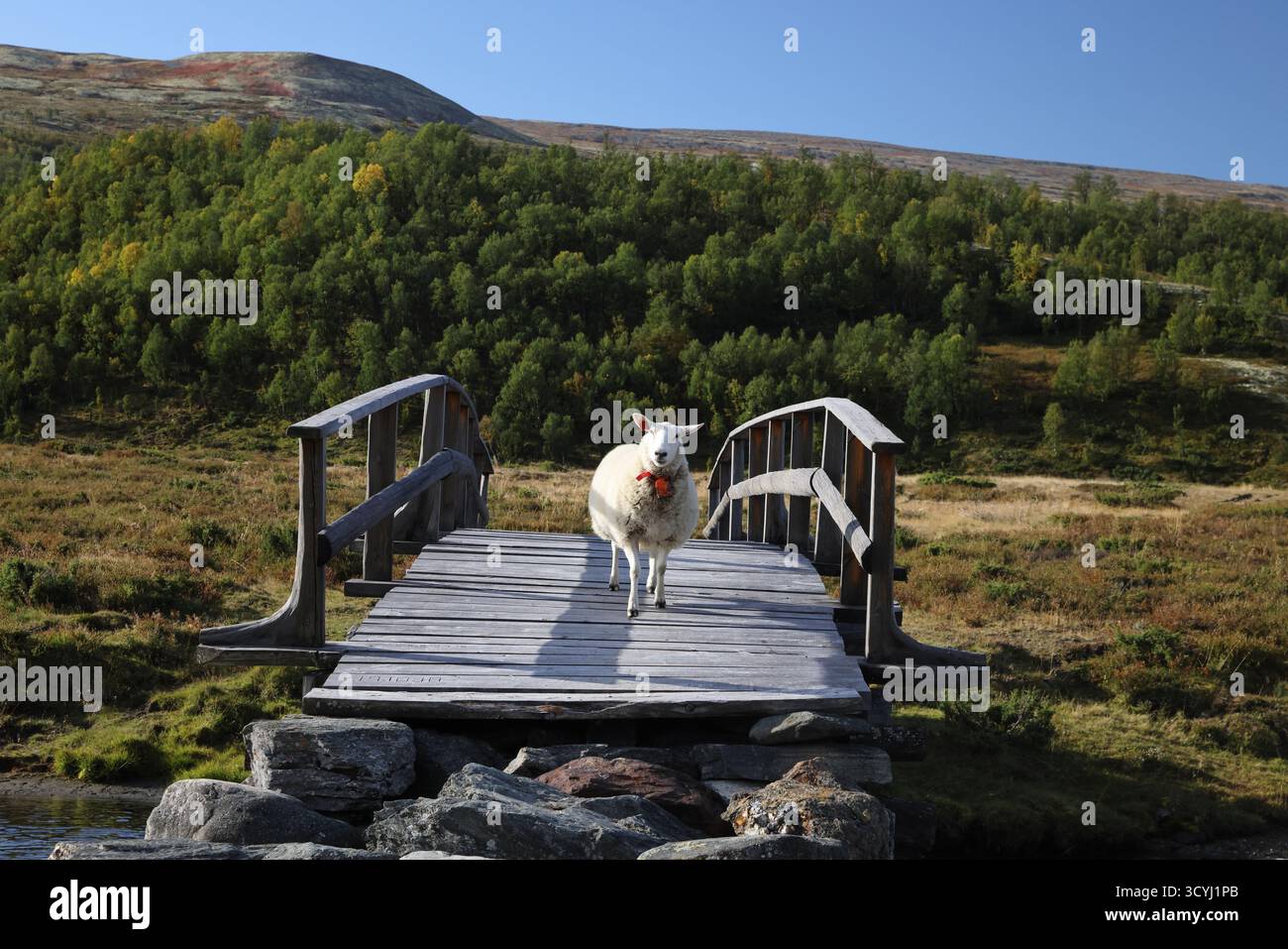 Sheep crossing a bridge in Rondane National Park Norway Stock Photo - Alamy