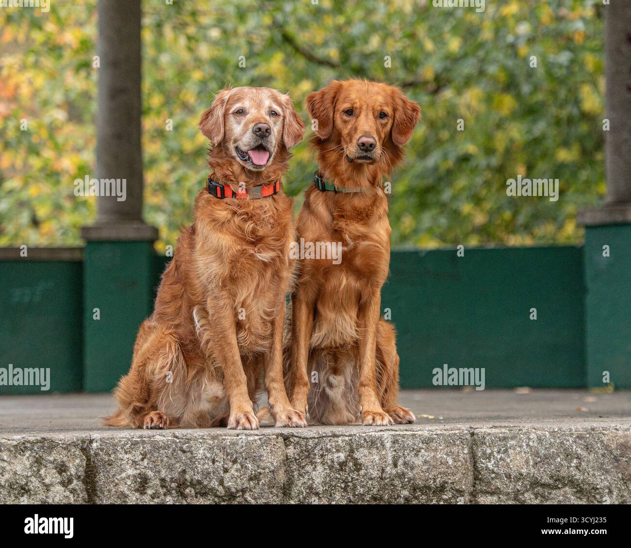 two Golden Retrievers sitting on a step Stock Photo - Alamy