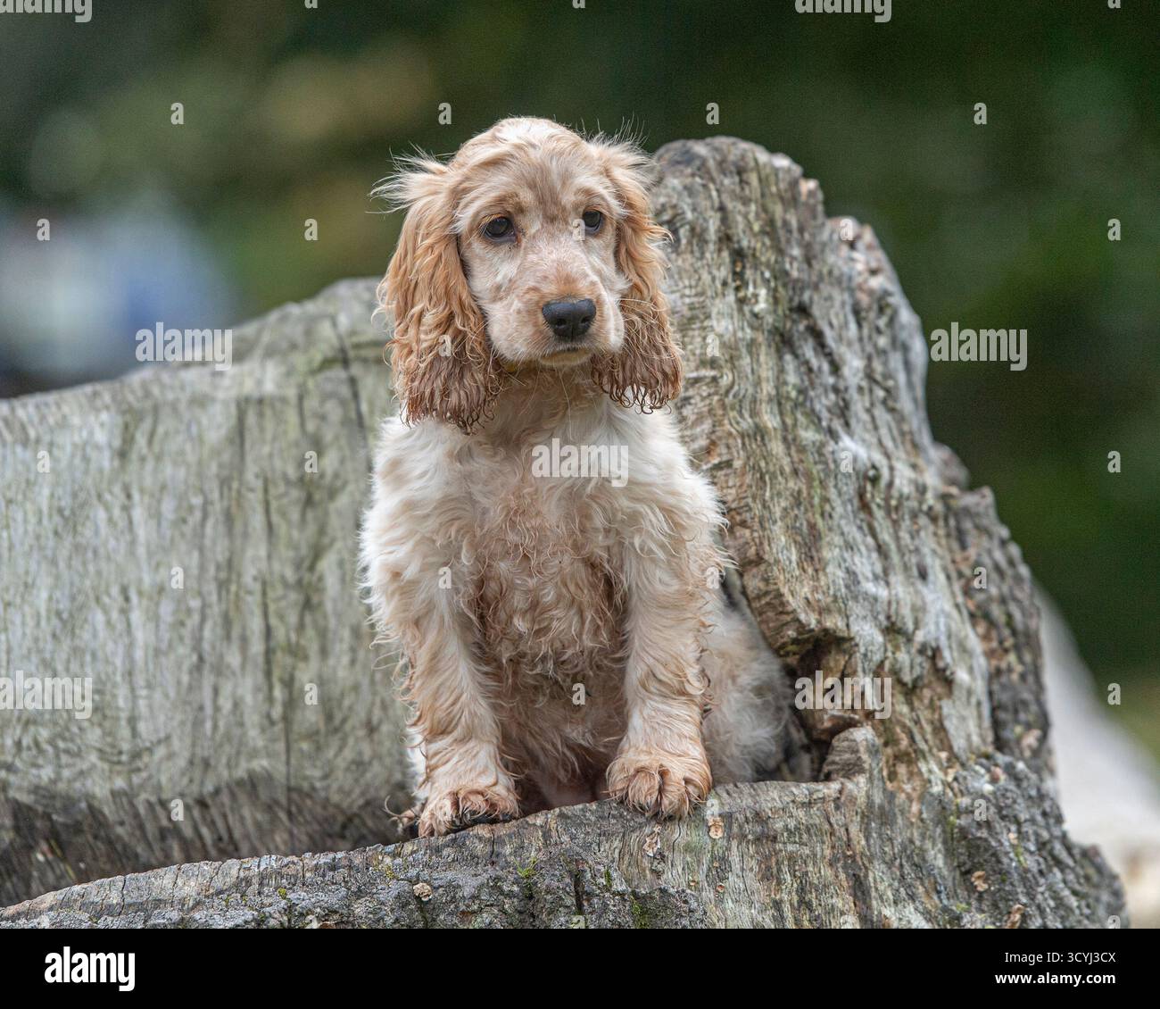 English Cocker Spaniel puppy sitting on a tree stump log Stock Photo ...