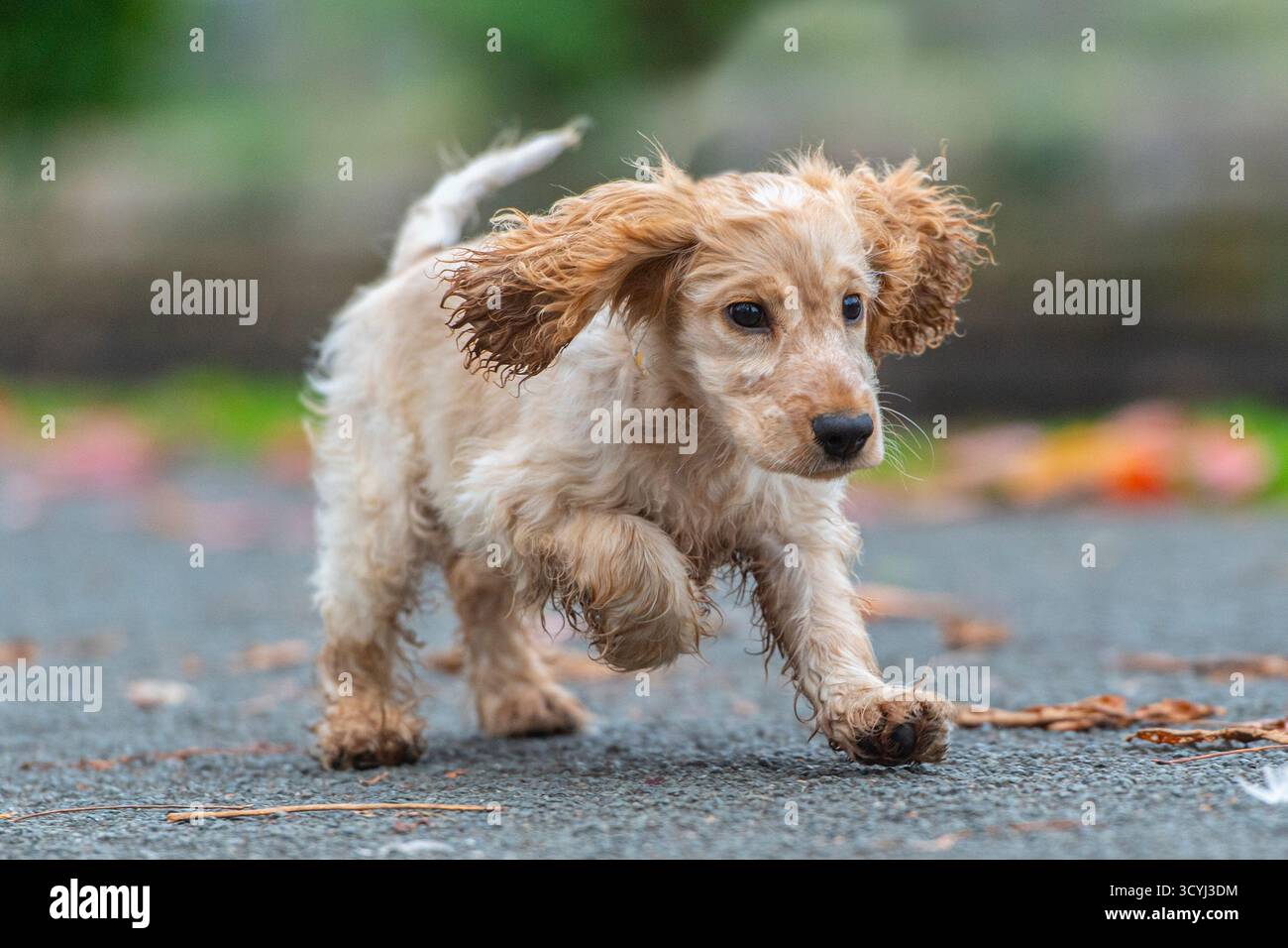 English Cocker Spaniel puppy running towards camera Stock Photo - Alamy