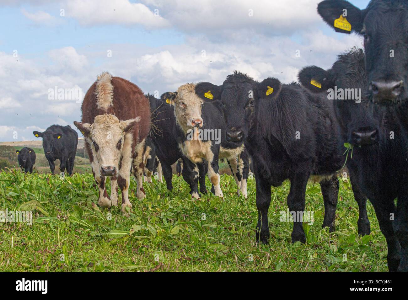 cows crowding a dog walker Stock Photo - Alamy