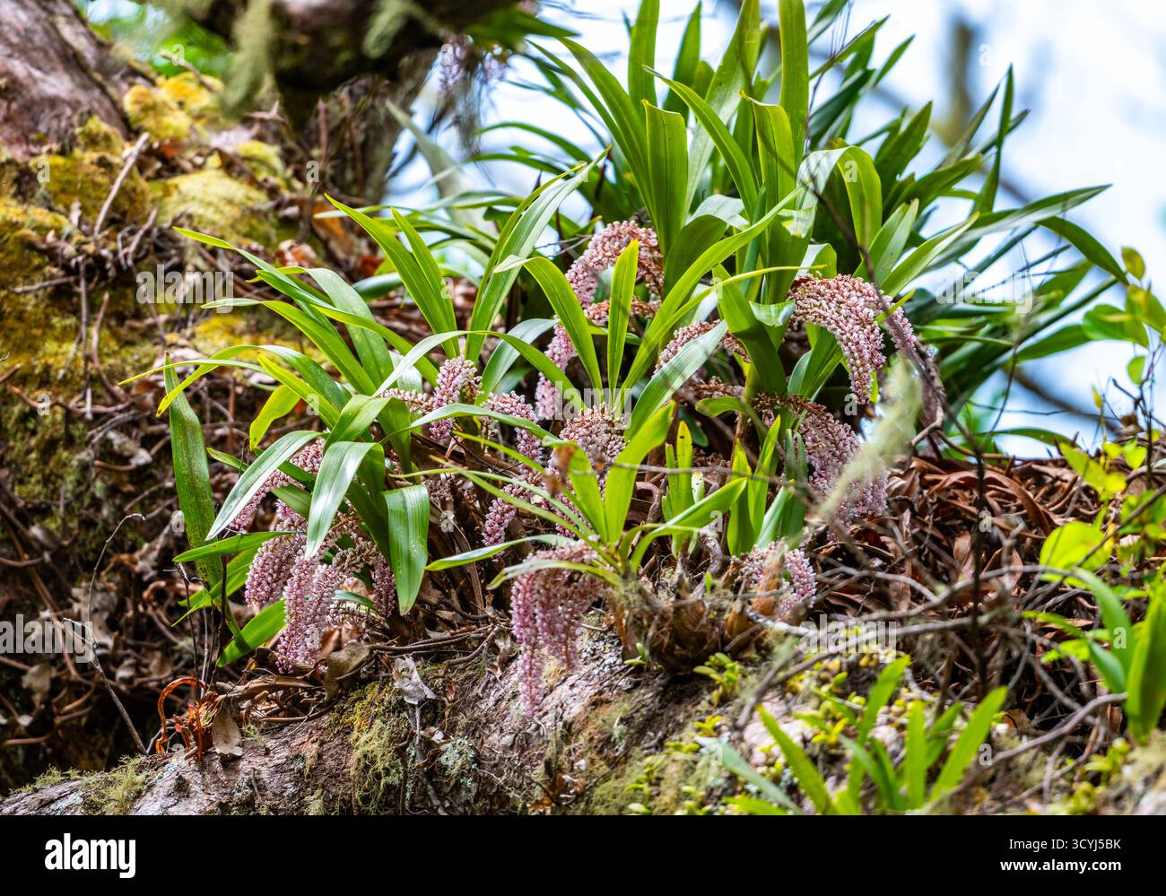 Pink Toothbrush Orchid (Dendrobium secundum) in full bloom on a tree ...