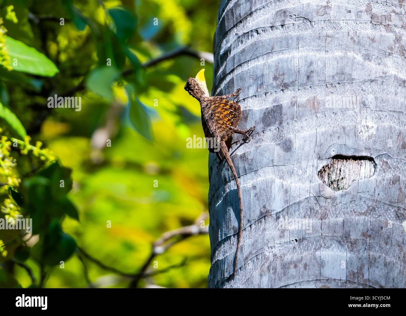 Draco timoriensis hi-res stock photography and images - Alamy