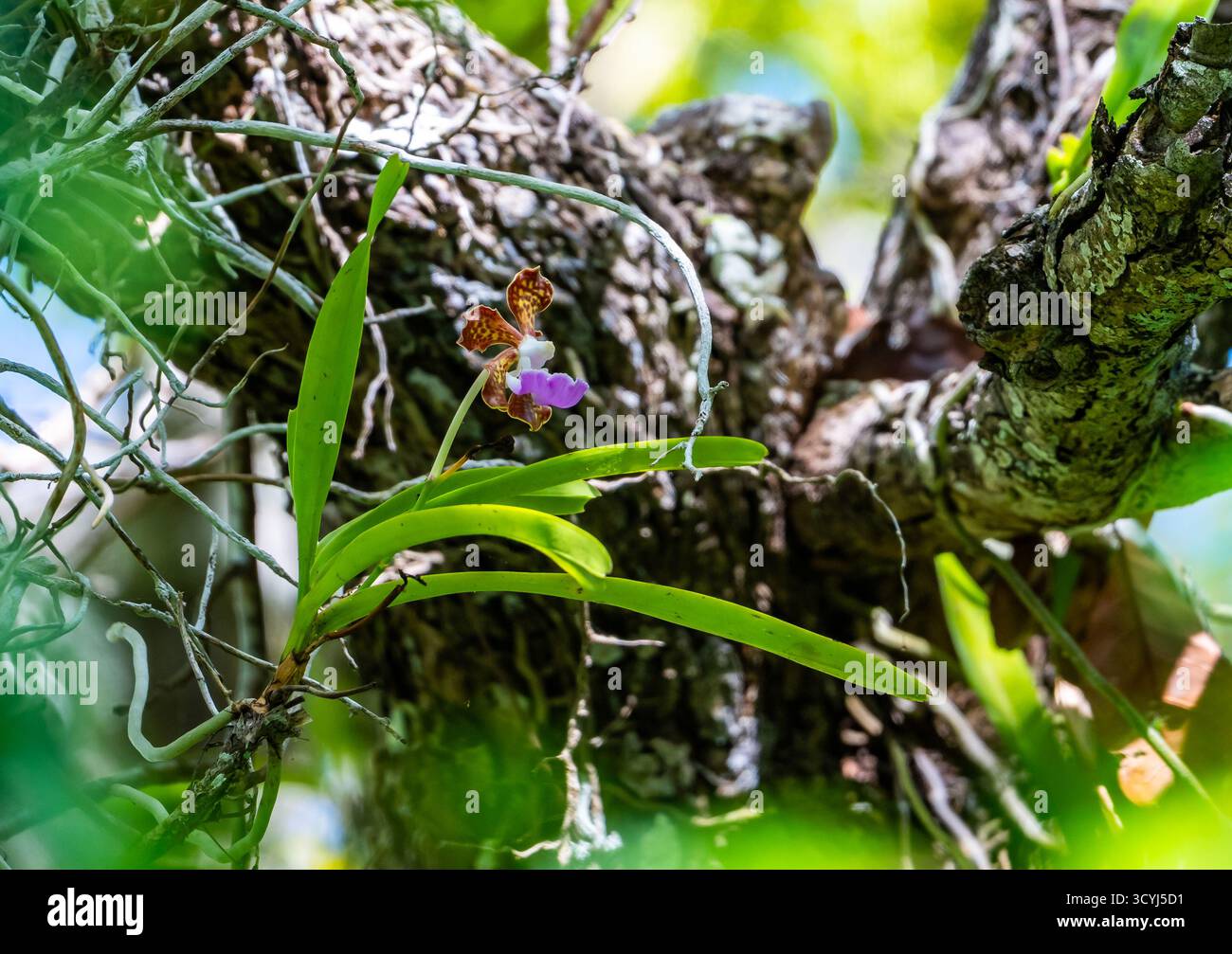 A Checkered Vanda orchid (Vanda tessellata) in full bloom on a tree ...