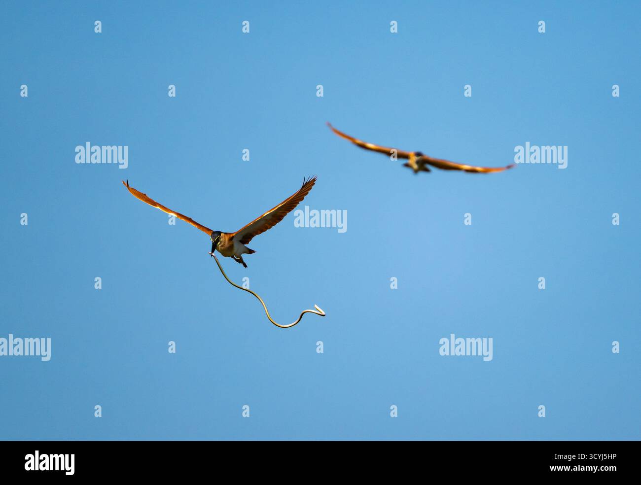 A Nankeen Night Heron (Nycticorax caledonicus) in flight with a catch ...