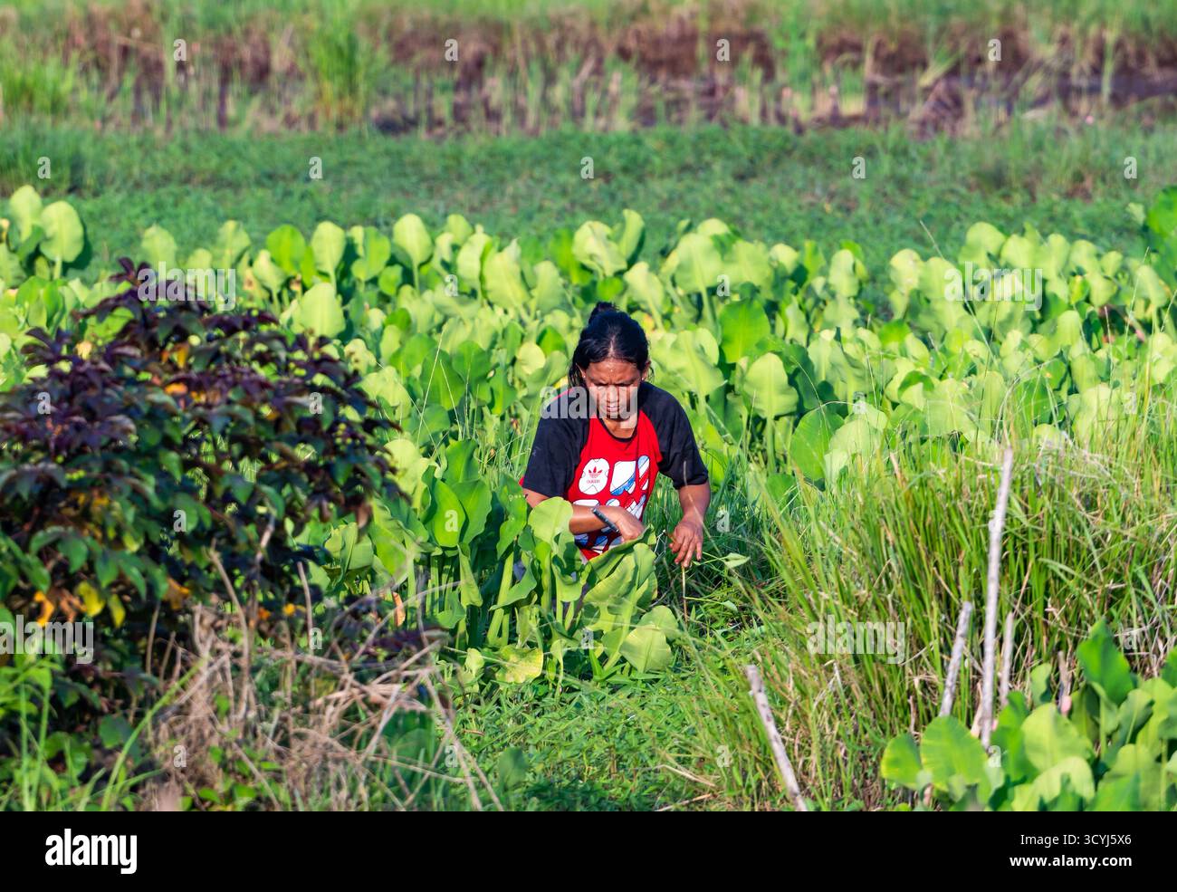 An Indonesian woman foraging in field. Flores, Indonesia Stock Photo ...