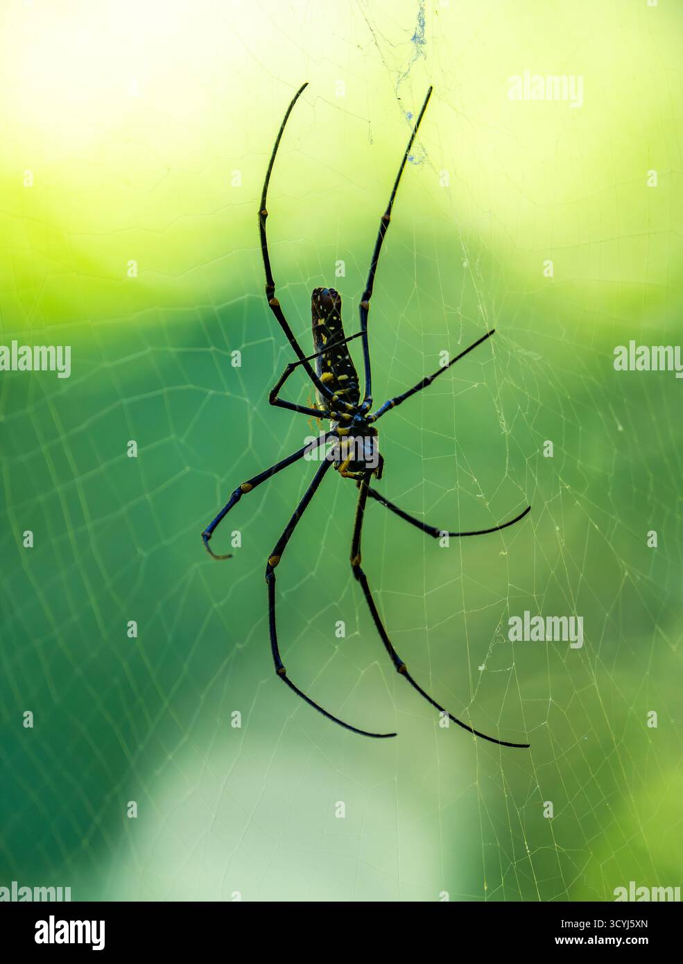 A female Giant Golden Orbweaver spider (Nephila pilipes) on its web. A ...