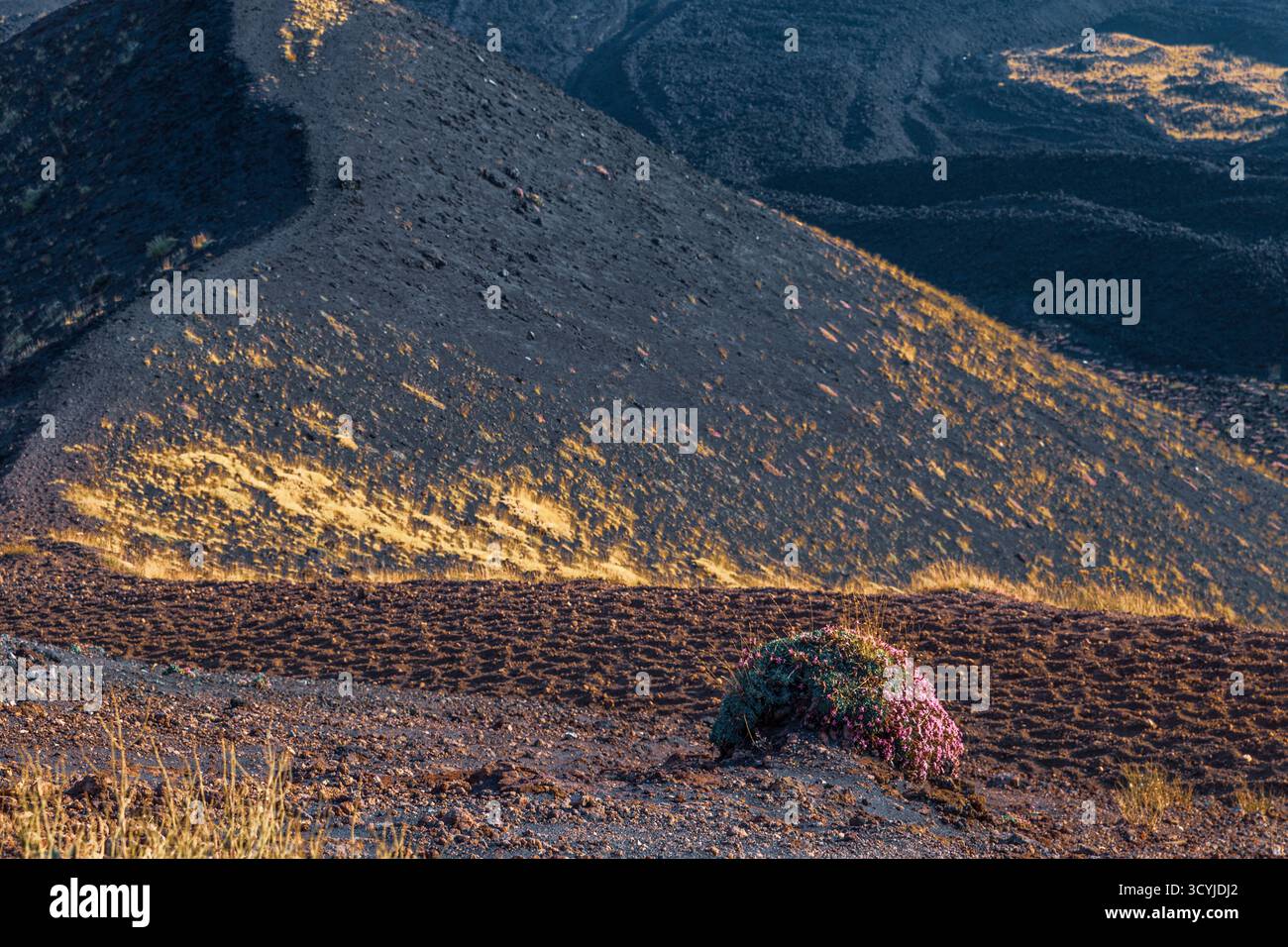 Flowering slope hi-res stock photography and images - Alamy