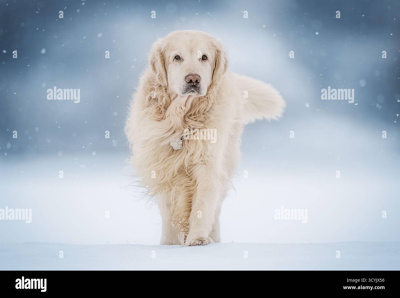 Golden retriever running through snowy landscape, magical winter scene ...