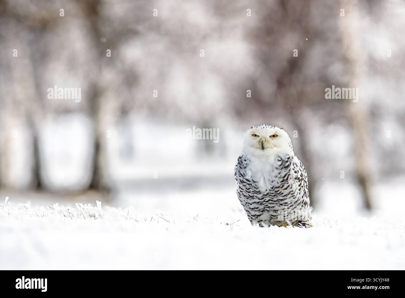 The snowy owl (Bubo scandiacus), also known as the polar owl or Arctic ...