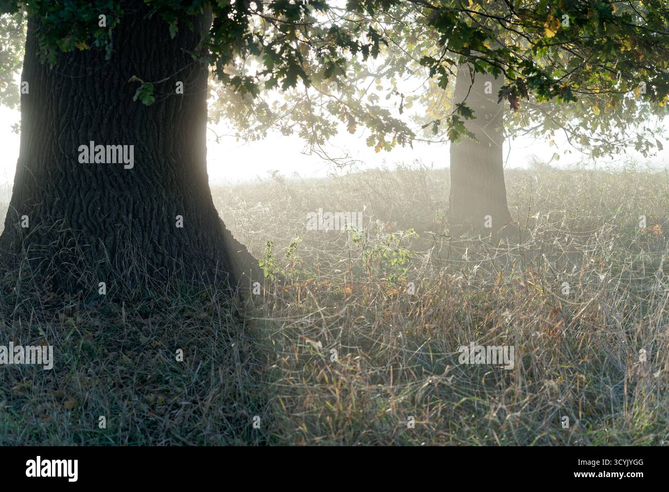 Sunlight Filtering Through Oak Trees in Dense Morning Fog Stock Photo ...