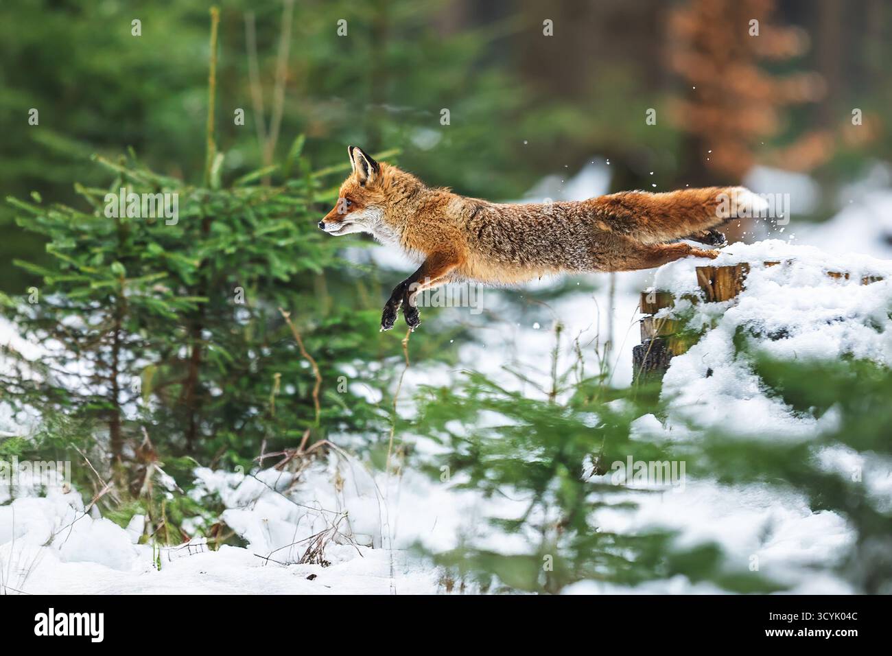 red fox (Vulpes vulpes) jumping in the winter forest Stock Photo - Alamy