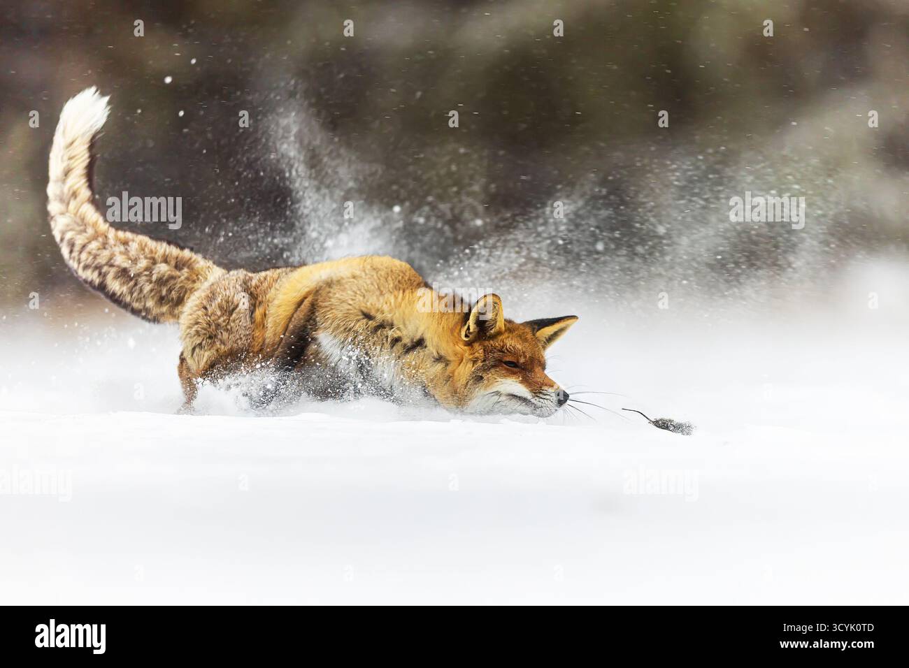 red fox (Vulpes vulpes) hunting mice in the snow Stock Photo - Alamy