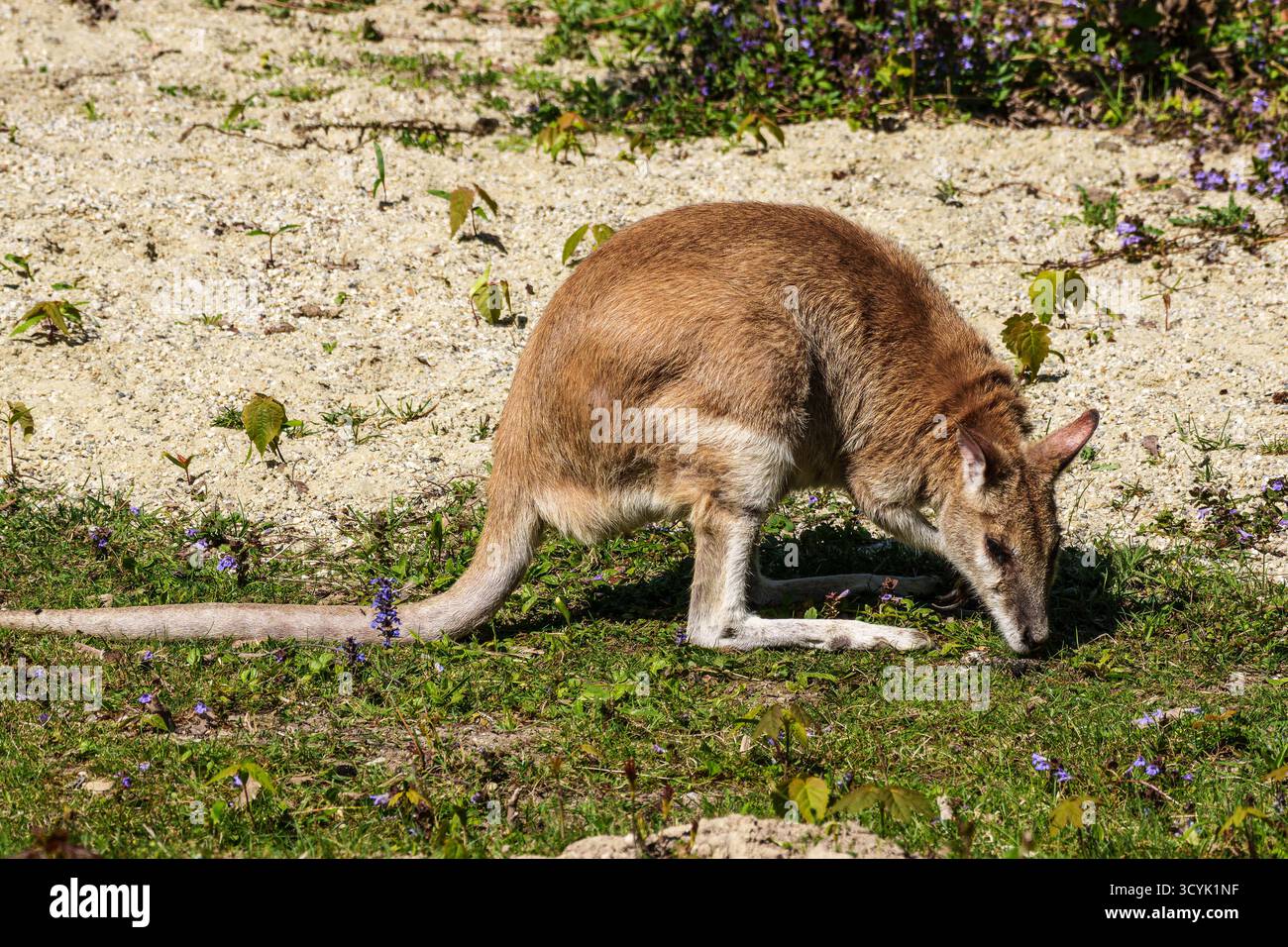 The agile wallaby, Macropus agilis also known as the sandy wallaby is a ...