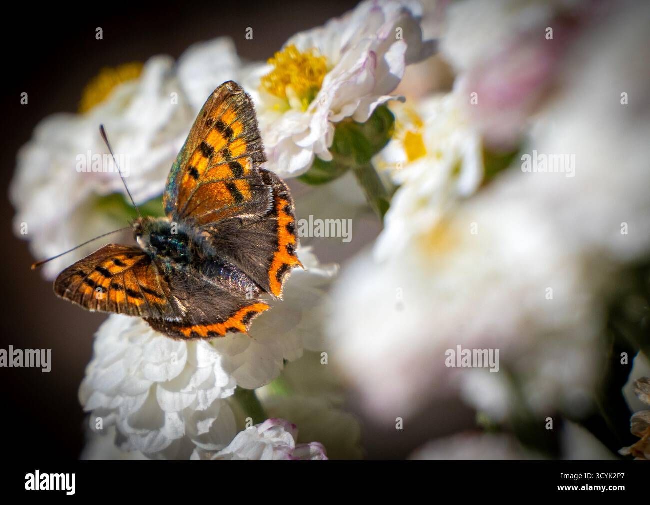 Strandja mountians Bulgaria; 19th October 2025; Butterflies and insects ...