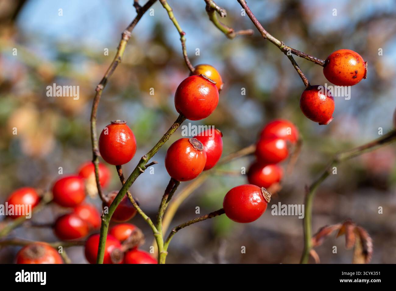 Fruto del bosque hi-res stock photography and images - Alamy