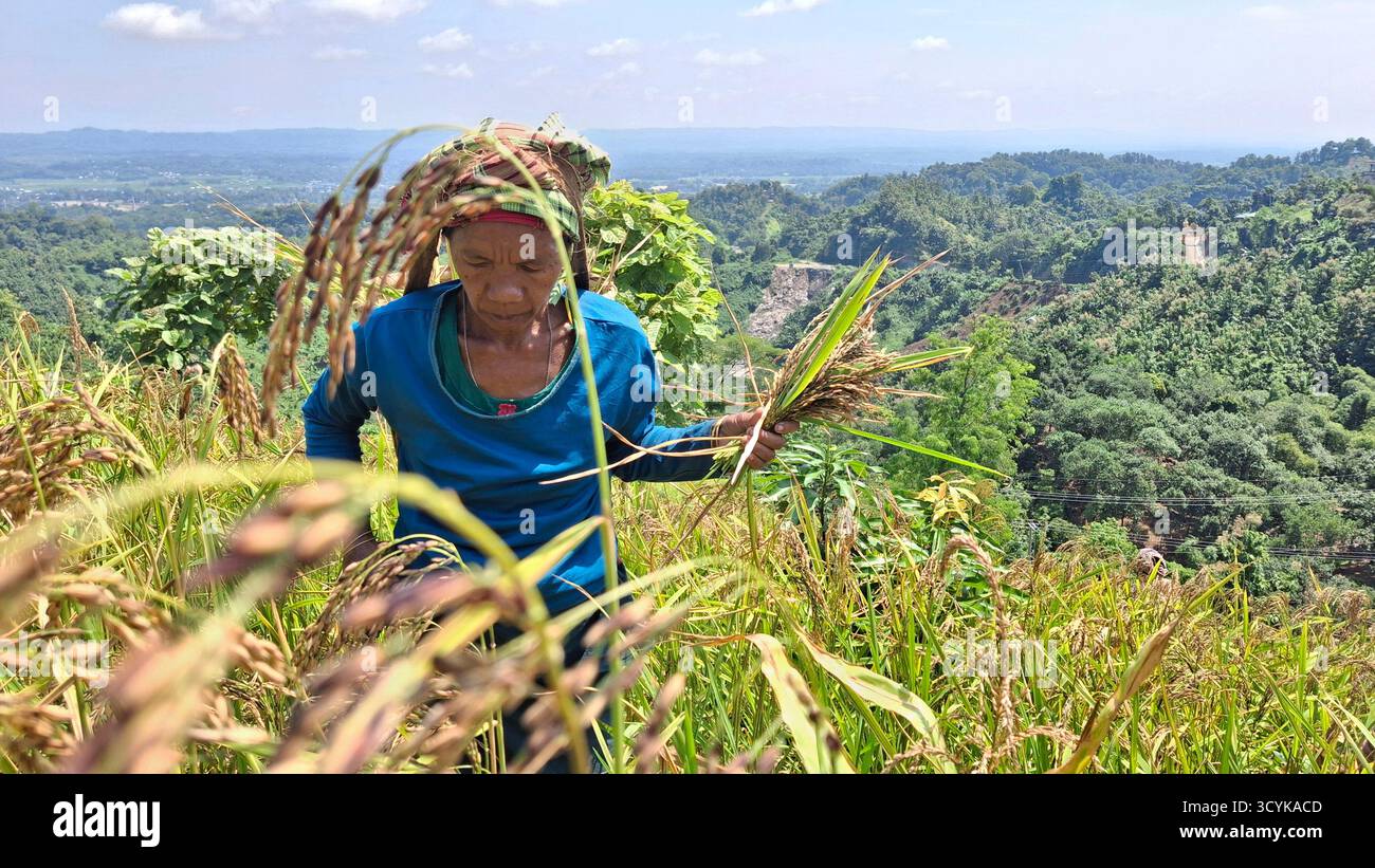 Indigenous people in Bangladesh practice Jum paddy cultivation on hill ...