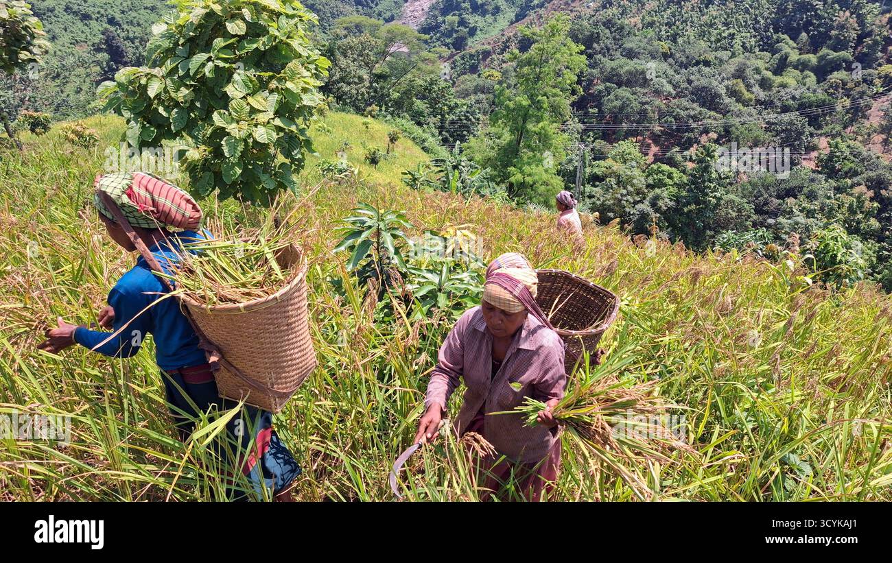 Indigenous people in Bangladesh practice Jum paddy cultivation on hill ...
