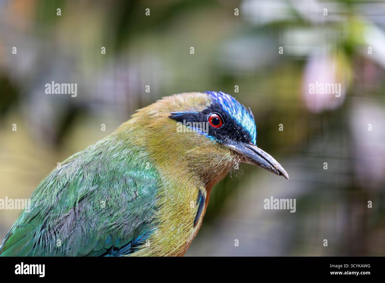 A colorful neotropical bird with a blue crown, black mask, and racket ...