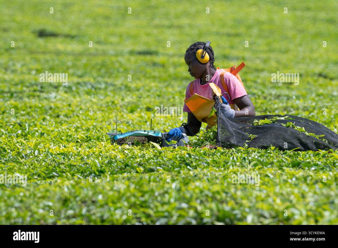 Workers havesting fresh leaves on tea plantation in Kericho, Kenya ...
