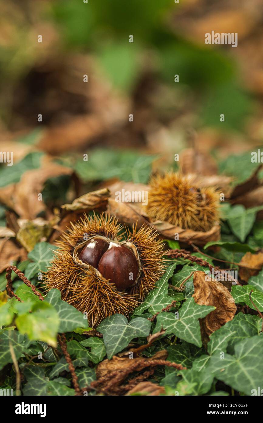 Close-up of freshly fallen chestnuts inside its spiky burr lying among ...