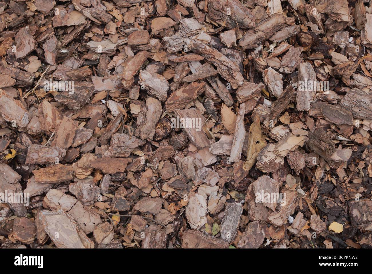 Natural pine bark mulch texture background for gardening landscaping ...