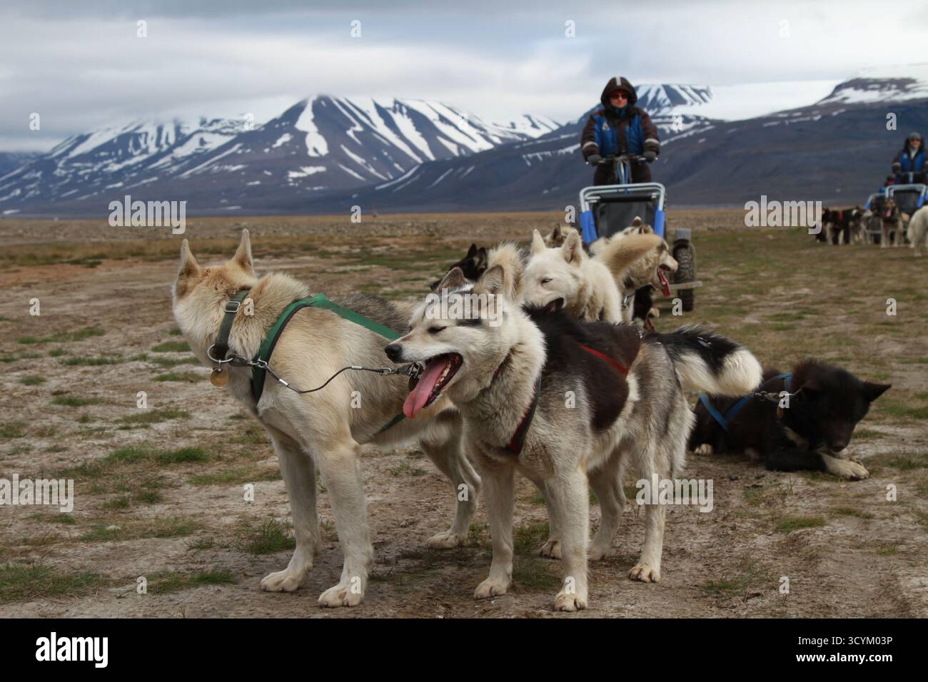 Summer dog sledding with Alaskan huskies on wheels, Spitsbergen ...