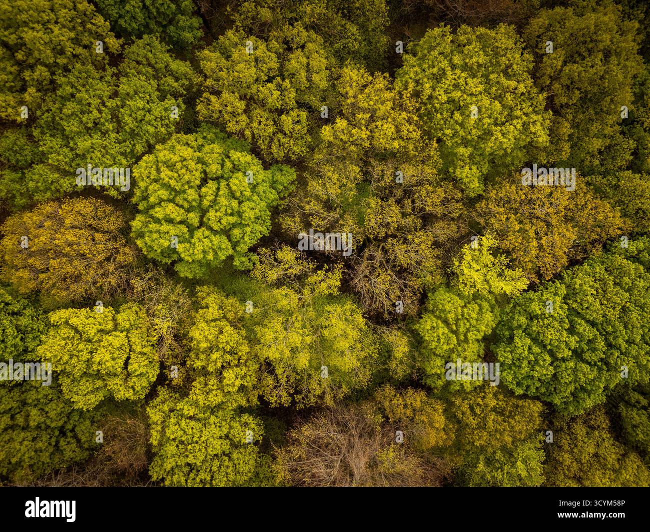 Tree canopy aerial uk hi-res stock photography and images - Alamy