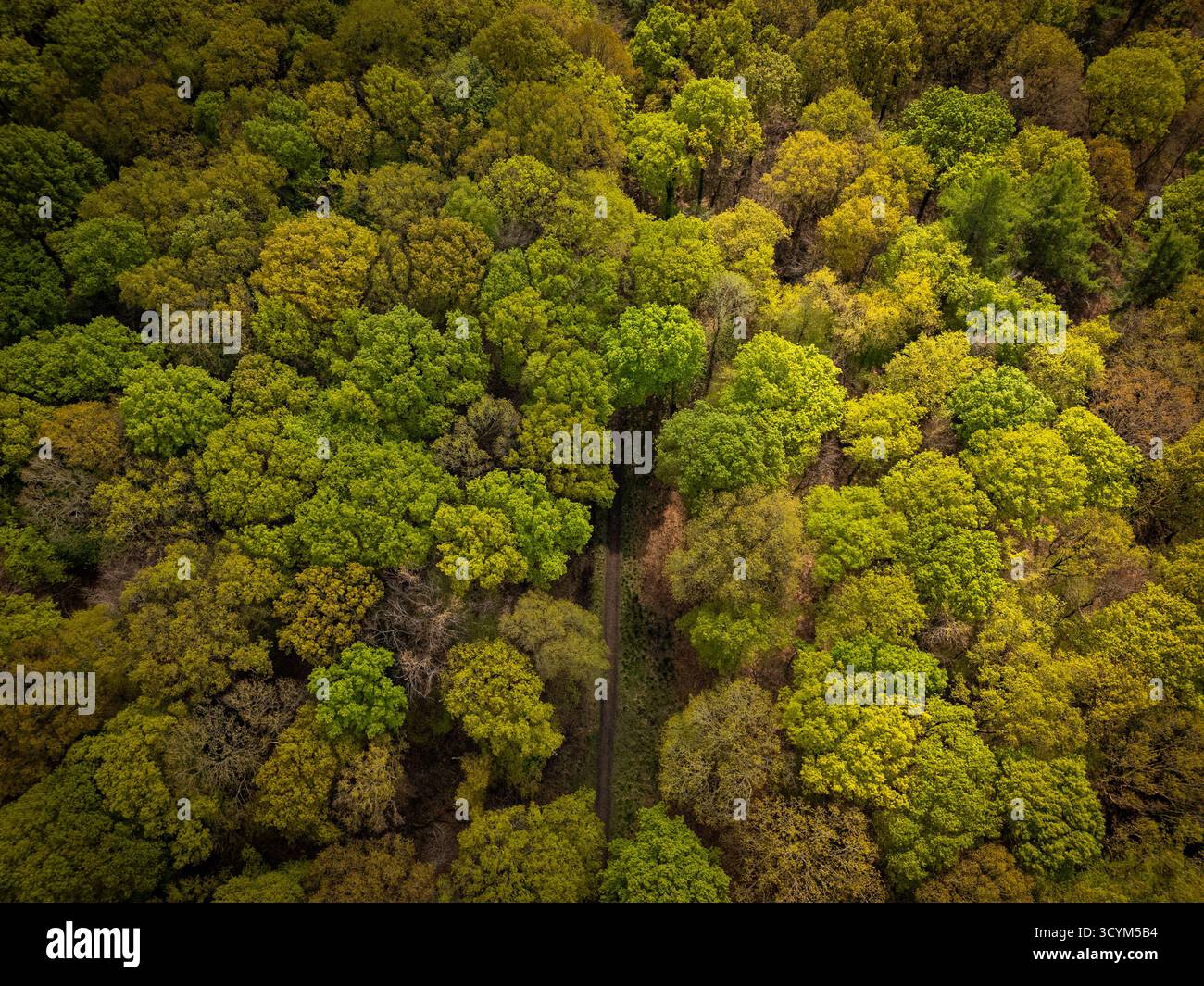 Tree canopy shot from a drone Stock Photo - Alamy