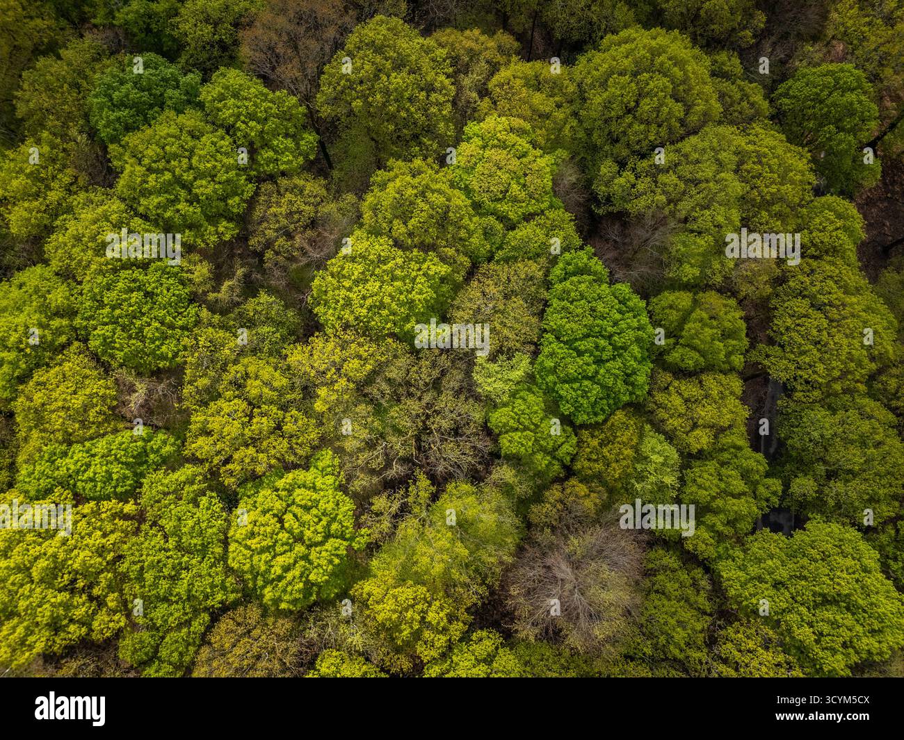Tree canopy shot from hi-res stock photography and images - Alamy