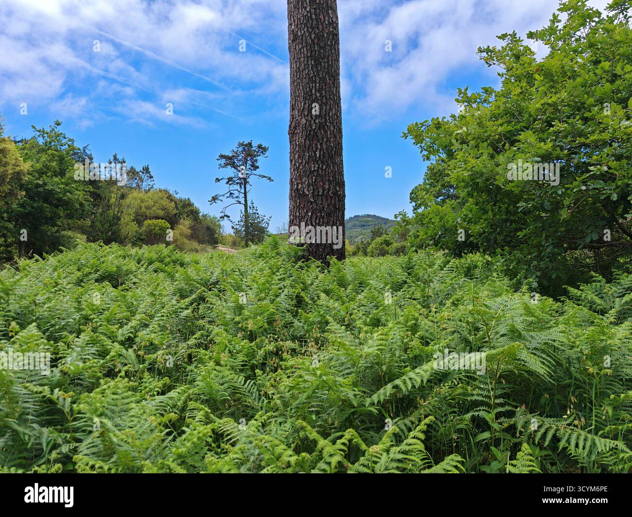 a fern Polypodiopsida or Polypodiophyta with green leaves, a vascular ...