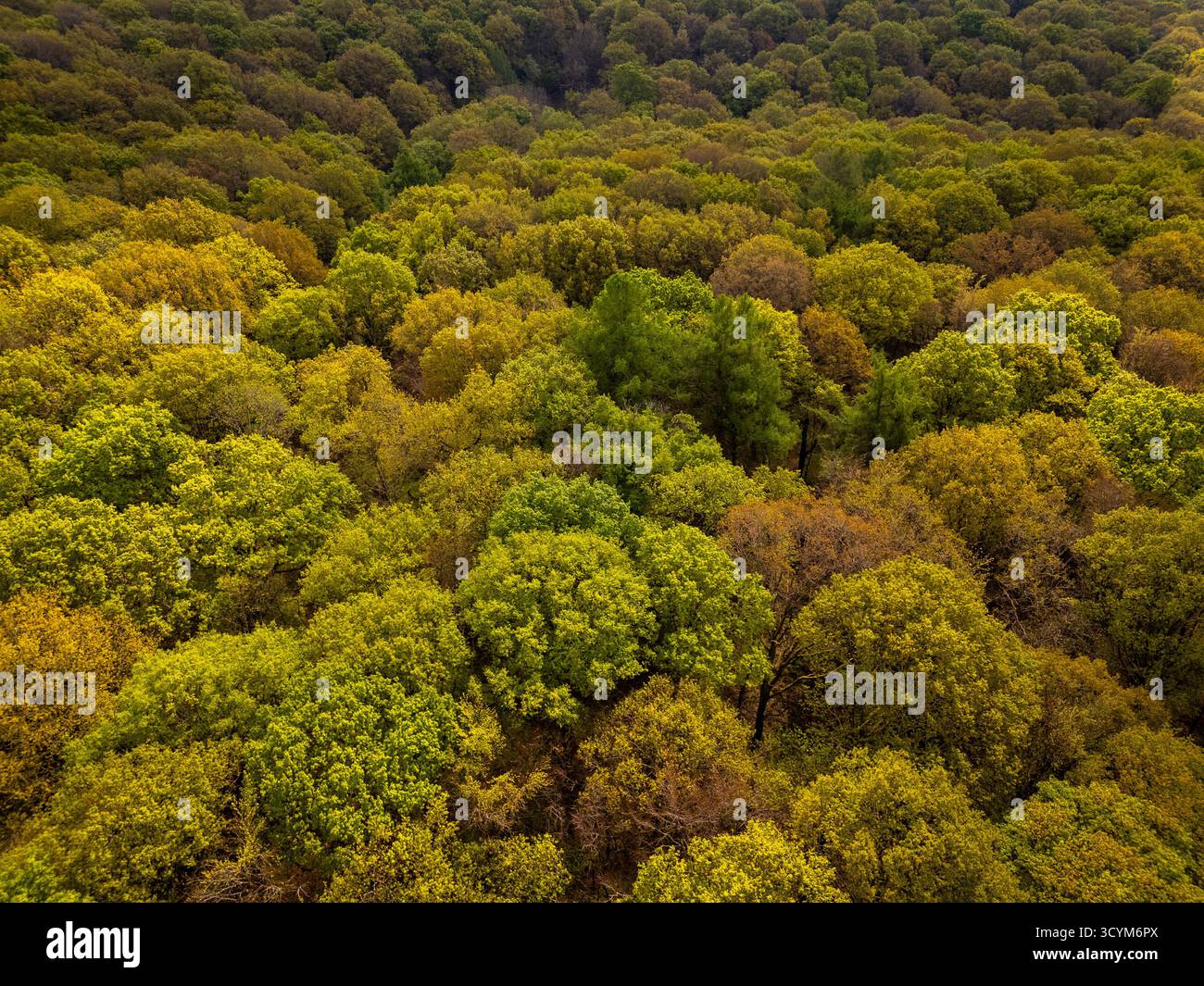 Tree canopy shot from hi-res stock photography and images - Alamy
