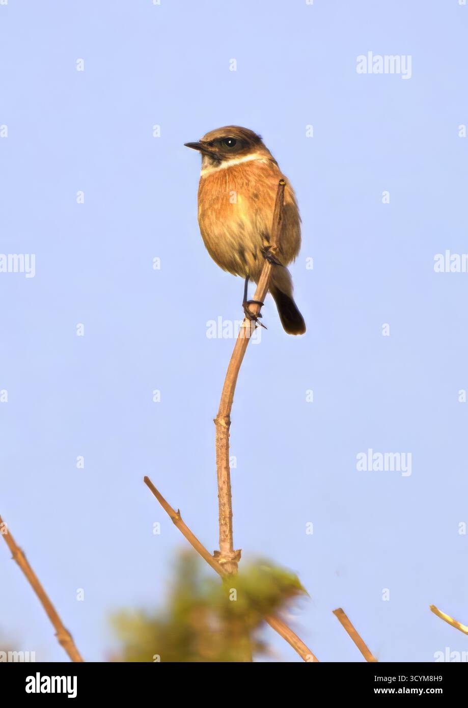 Male eurasian stone chat hi-res stock photography and images - Alamy