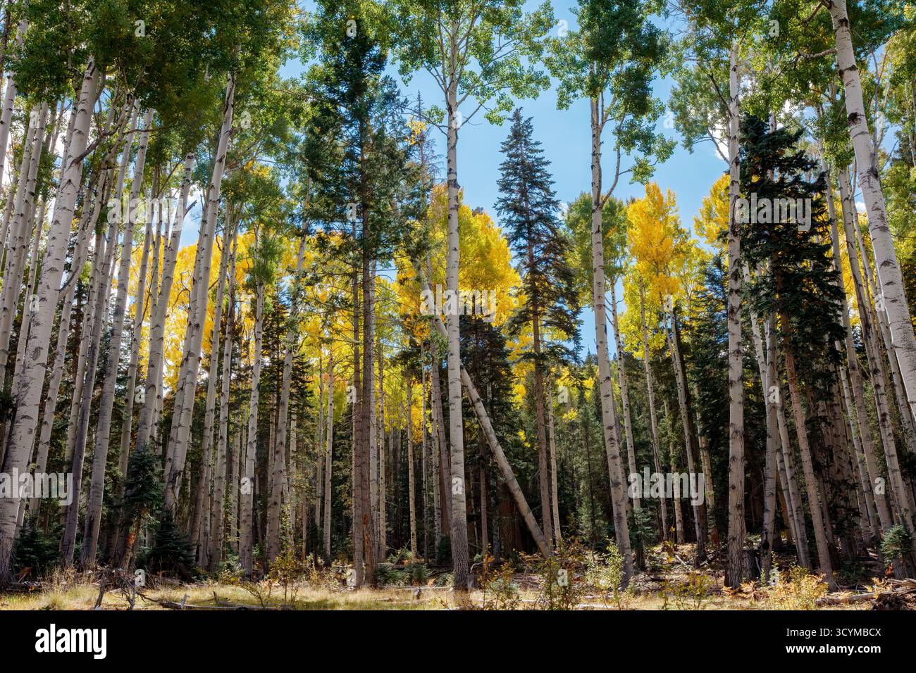 Quaking aspen (Populus tremuloides) in golden autumn foliage, Apache ...