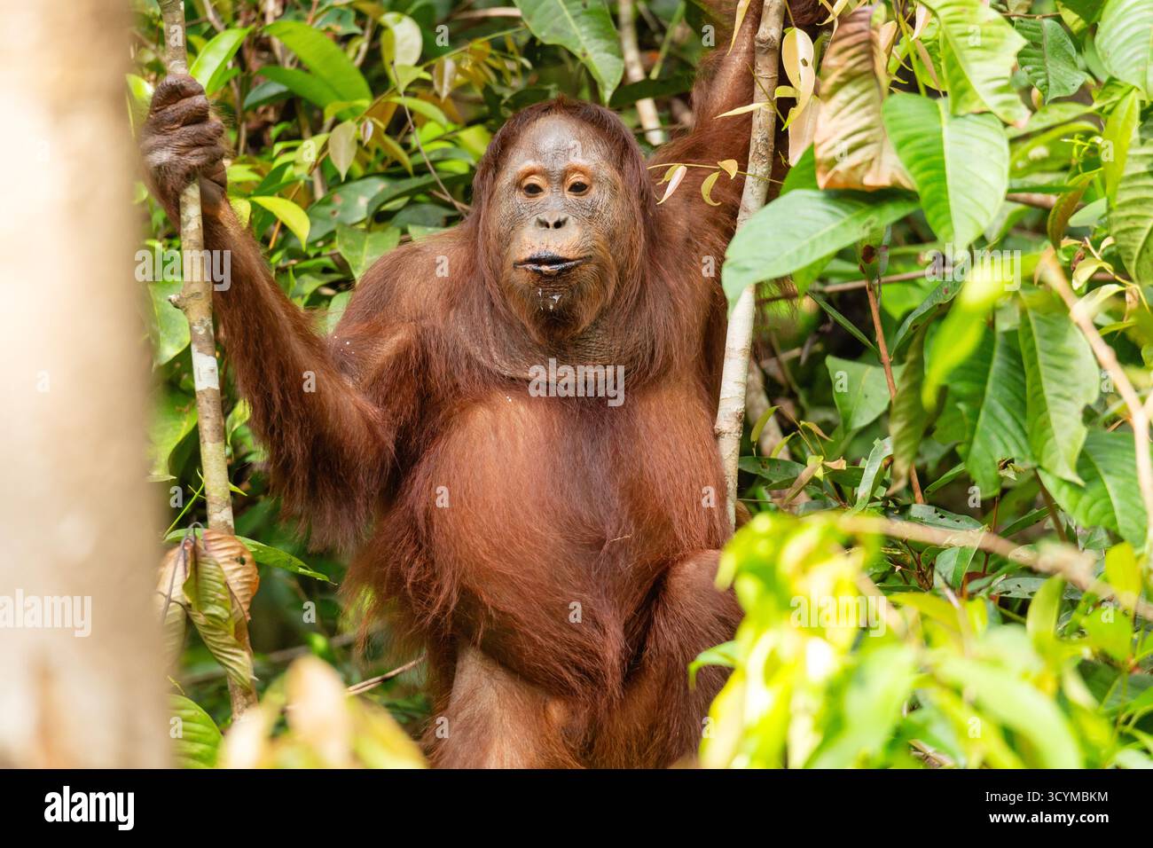 Orange Borneon orangutan Pongo pygmaeus portrait. Tanjung Puting ...