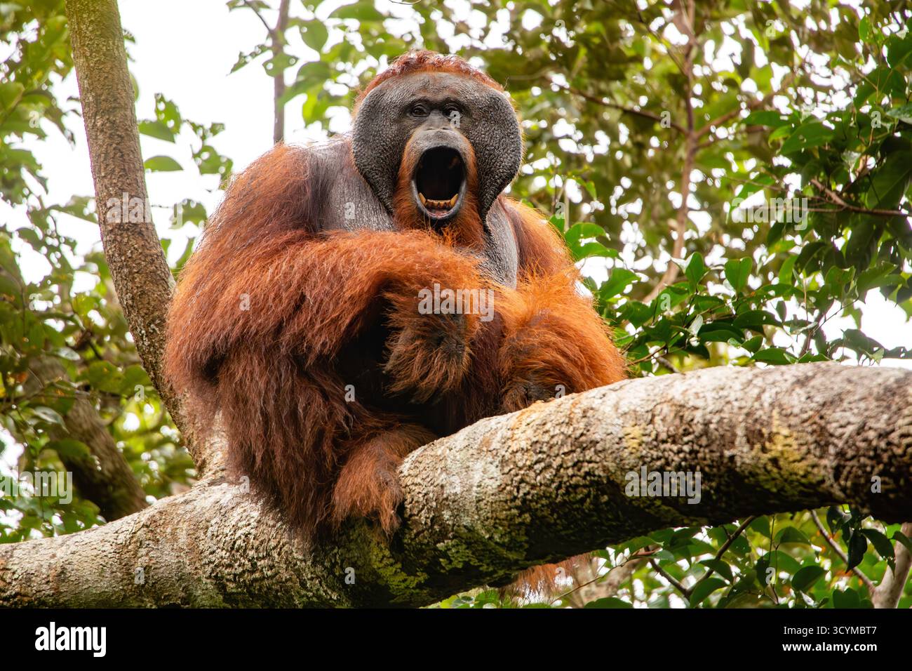 Huge male Orange Borneon orangutan Pongo pygmaeus sits on a tree branch ...