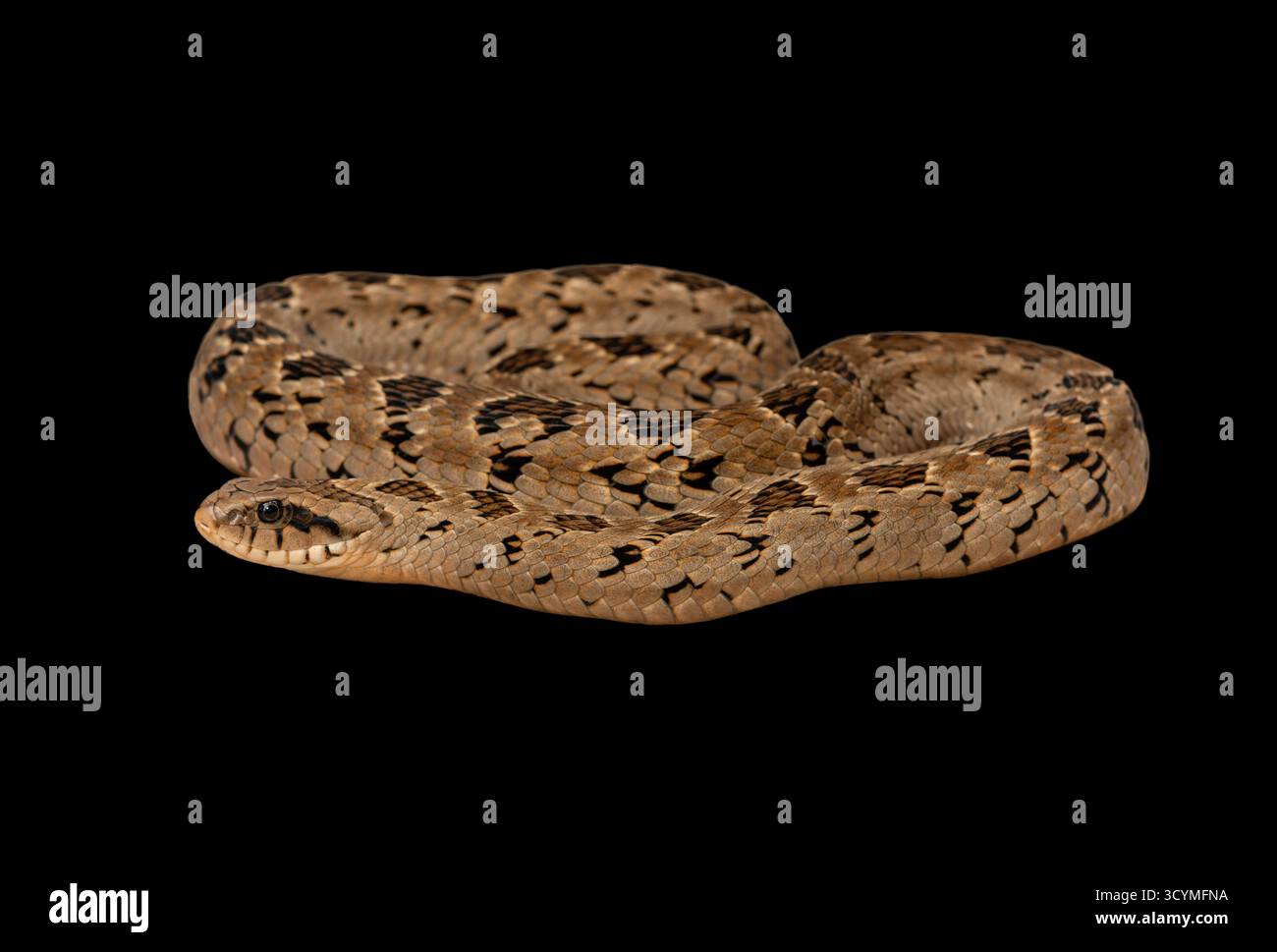 A beautiful rhombic night adder (Causus rhombeatus), also called a ...