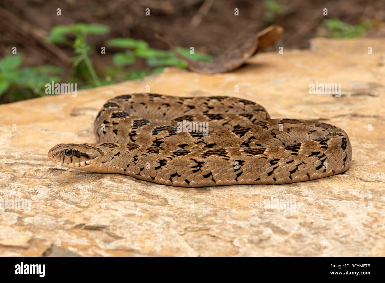 A beautiful rhombic night adder (Causus rhombeatus), also called a ...
