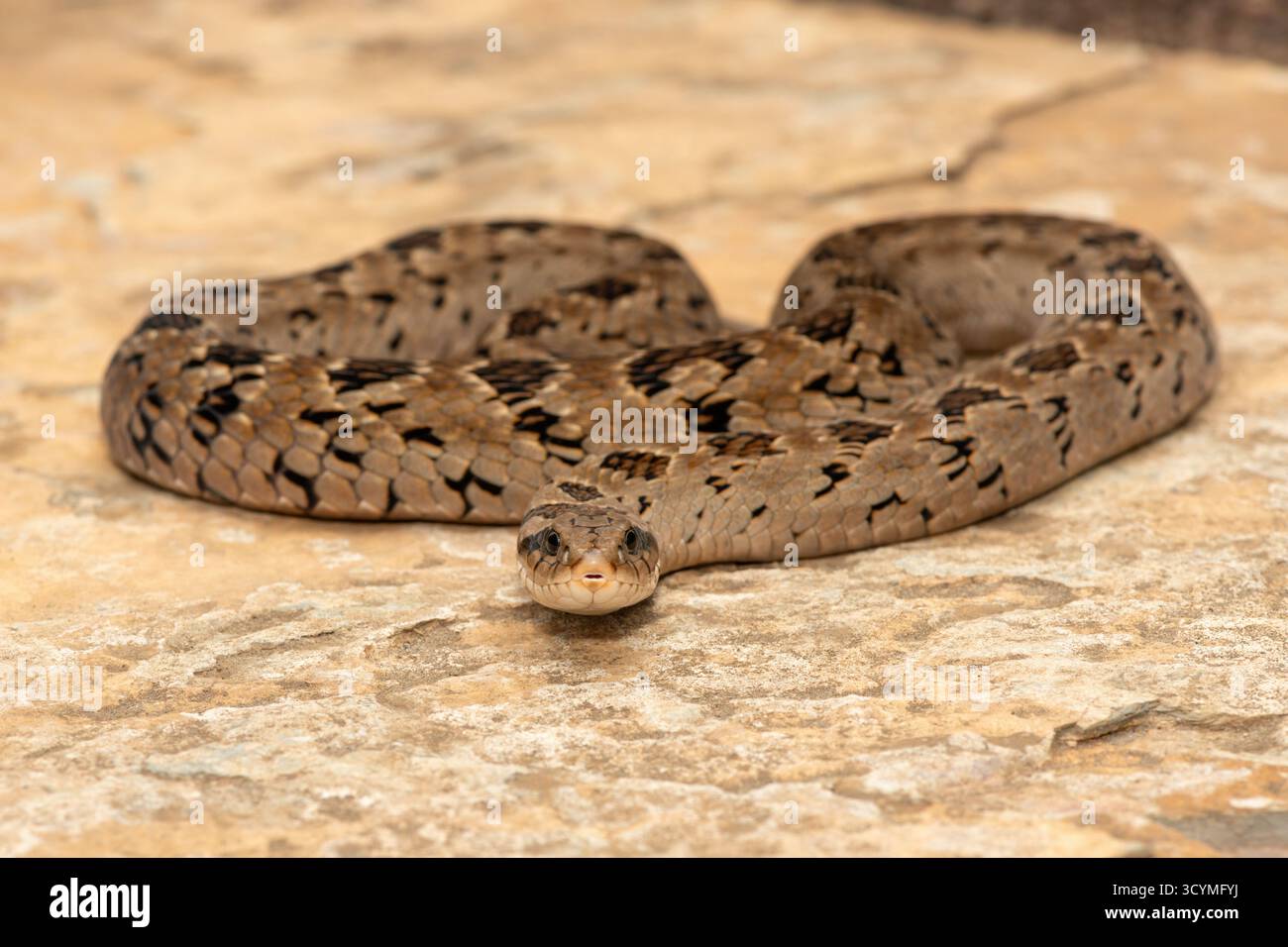 A beautiful rhombic night adder (Causus rhombeatus), also called a ...