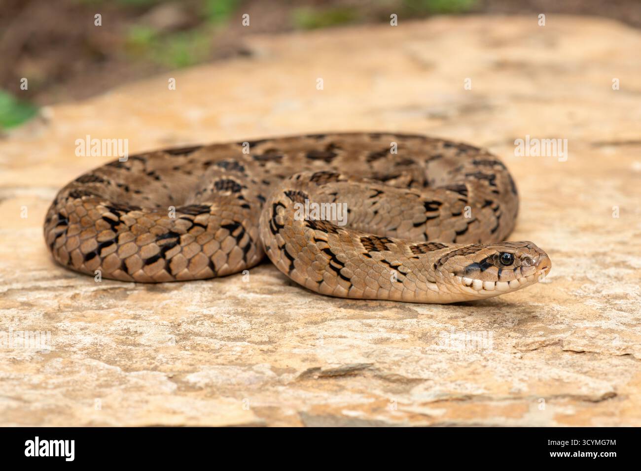 A beautiful rhombic night adder (Causus rhombeatus), also called a ...
