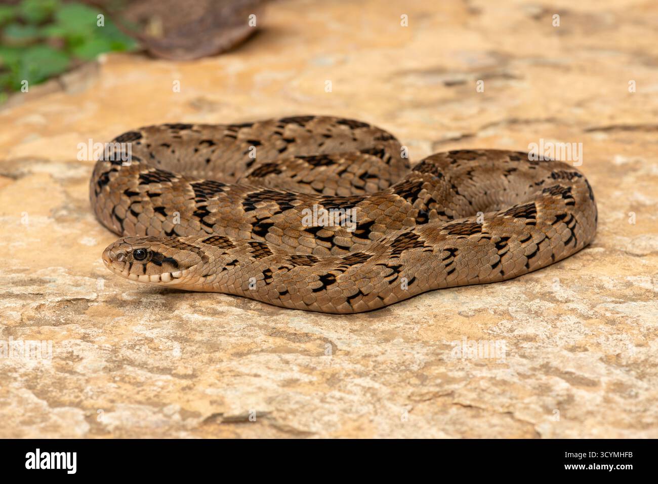 A beautiful rhombic night adder (Causus rhombeatus), also called a ...