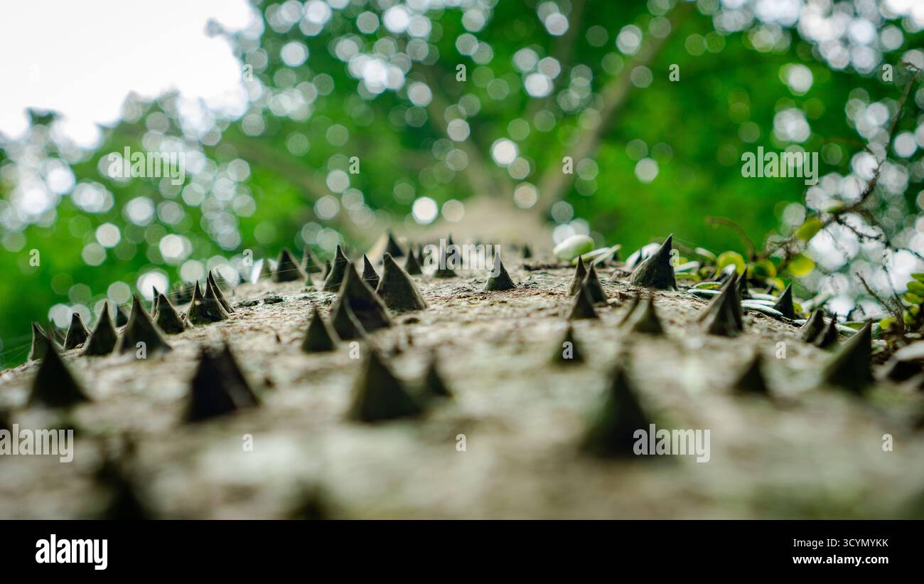Dramatic low-angle perspective of a spiky tree trunk Stock Photo - Alamy