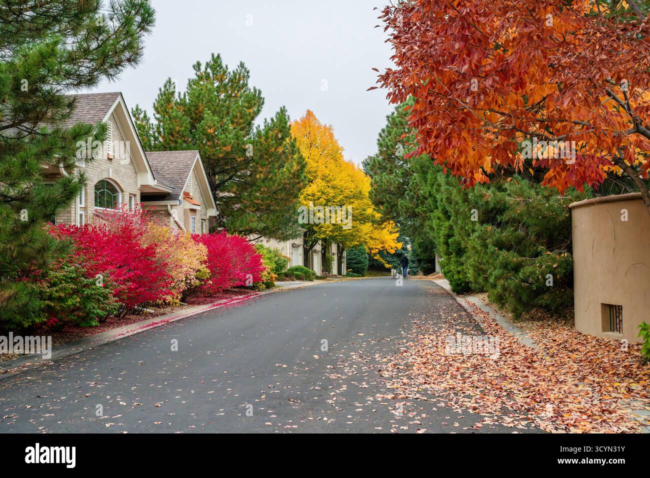 Beauty of the Fall Season comes to life in a residential area with the ...