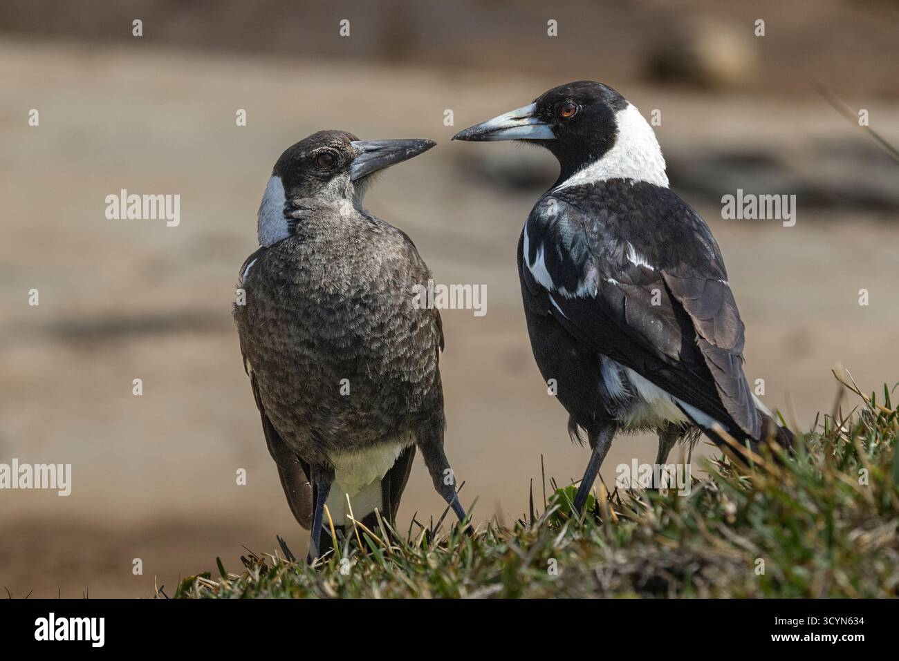 Australian magpie pair hi-res stock photography and images - Alamy