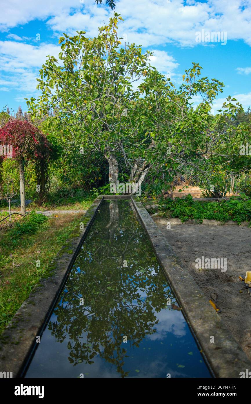 A small pool at Strathcona Community Gardens in Strathcona, Vancouver ...