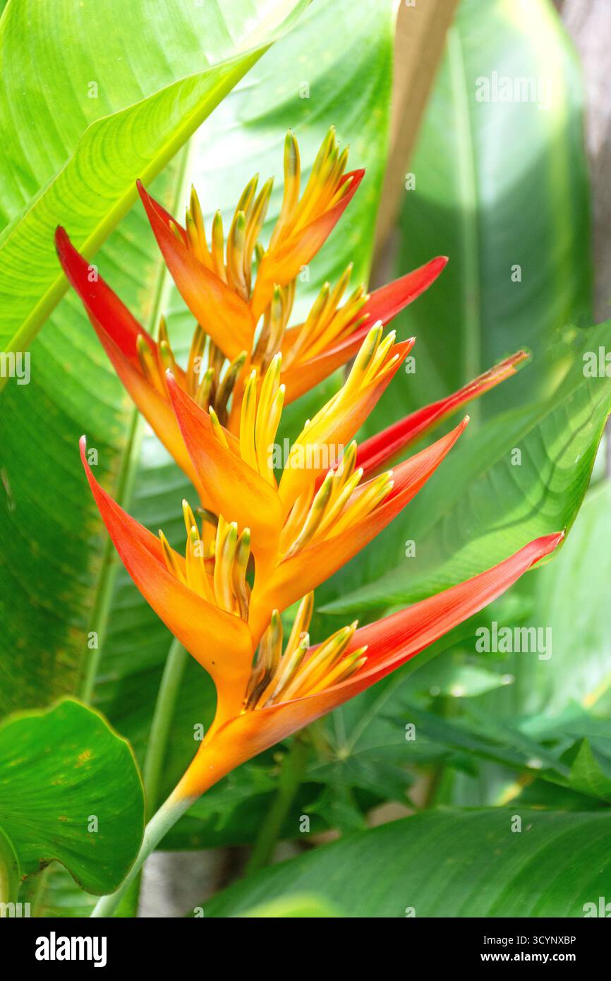 Parrots beak heliconia psittacorum tropical flower flowers flow hi-res ...