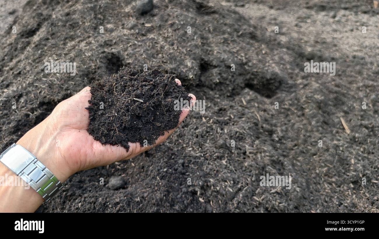 Close-up high-angle view captures a person's open palm holding generous ...