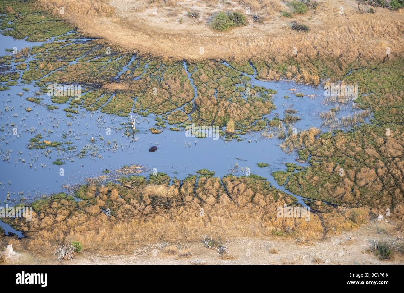 Hippopotamus (Hippopatamus amphibius) in water, freshwater marshland ...